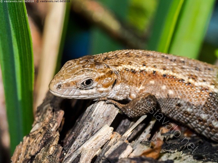 Kuva: Sisilisko - sisilisko Zootoca vivipara matelija suomu suomut ...