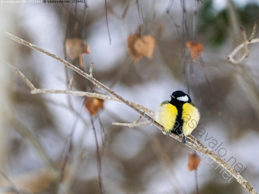 Kuva: Talitiainen - talitiainen tiainen tiaiset lintu linnut talvi ...