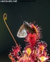Kuva: Kihokki - kihokki pitkälehtikihokki kihokit Drosera anglica ...