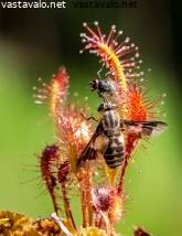 Kuva: Kihokki - kihokki pitkälehtikihokki kihokit Drosera anglica ...
