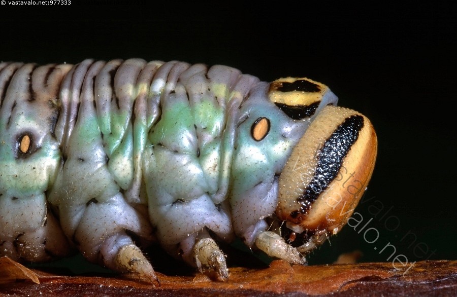 Kuva: Mäntykiitäjän toukka - Sphinx pinastri mäntykiitäjä mäntykiitäjän ...