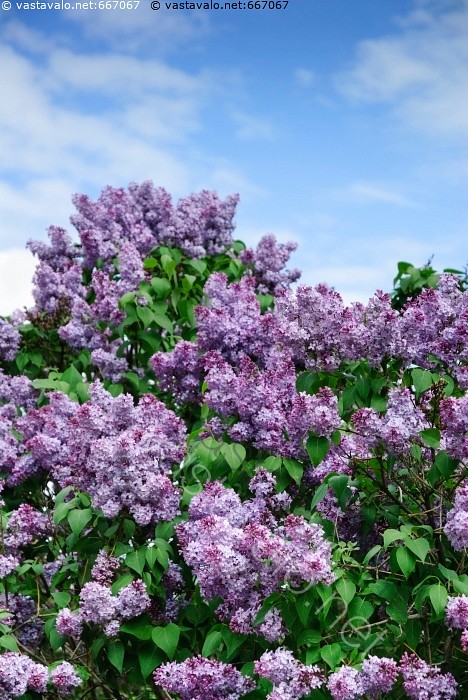 Kuva: Syreeni kukkii - pihasyreeni syreeni sireeni Syringa vulgaris ...