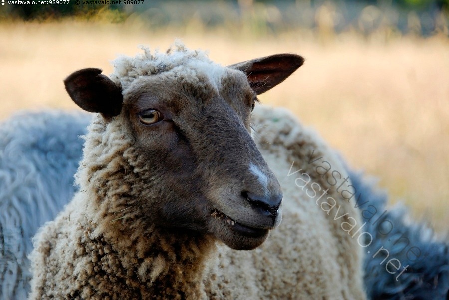 Kuva: Lammas laitumella - lammas suomenlammas kotieläin villa kesä ...