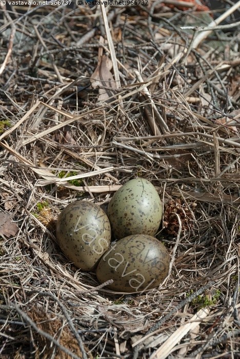 Kuva: Kalalokin pesä - linnunpesä pesä muna munat kolme munaa pesässä ...