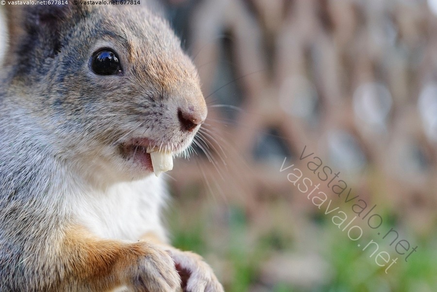 Kuva: Orava mutustelee maapähkinöitä - orava Sciurus vulgaris nisäkäs ...