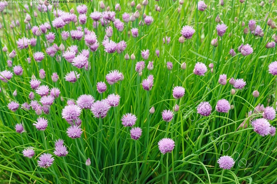 Kuva: Ruohosipuli - ruohosipuli ruoholaukka Allium schoenoprasum ...