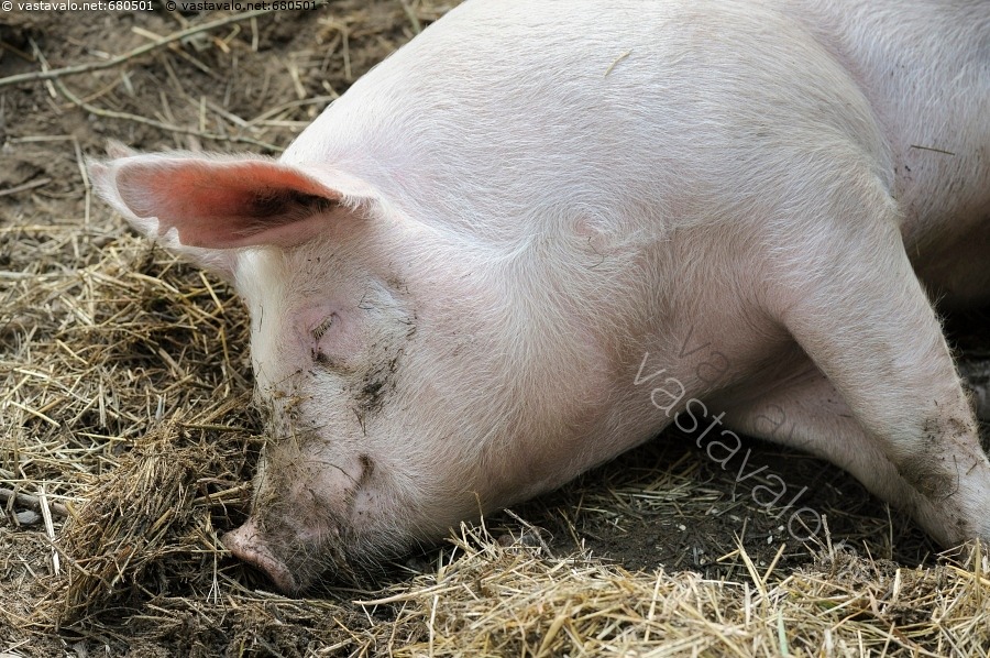 Kuva: Possua ramasee - sika possu kesäpossu porsas Sus scrofa domestica ...