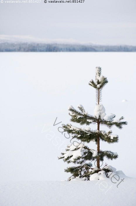 Kuva: Männyntaimi lumen keskellä - mänty metsämänty Pinus sylvestris ...