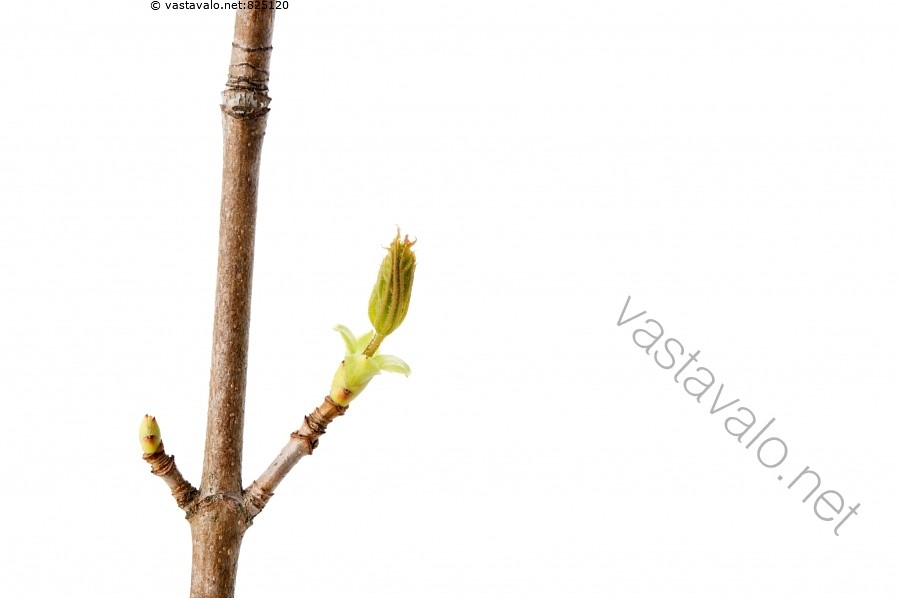 Kuva: Vaahteran keväinen oksa - vaahtera vaahteran Acer platanoides ...