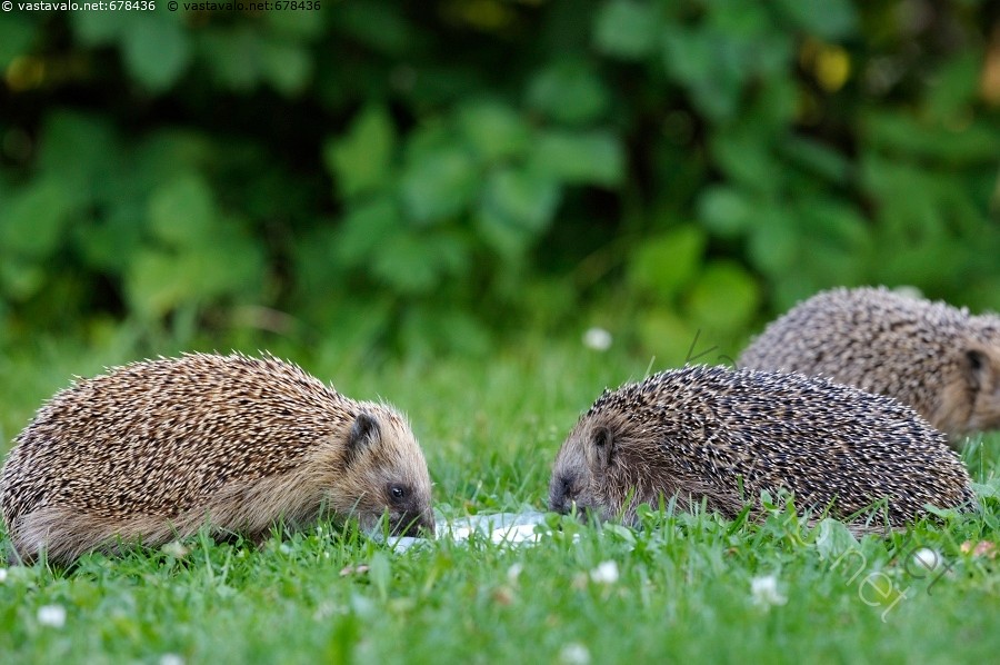 Kuva: Siilit syö viiliä - siili siilit Erinaceus europaeus nisäkäs ...