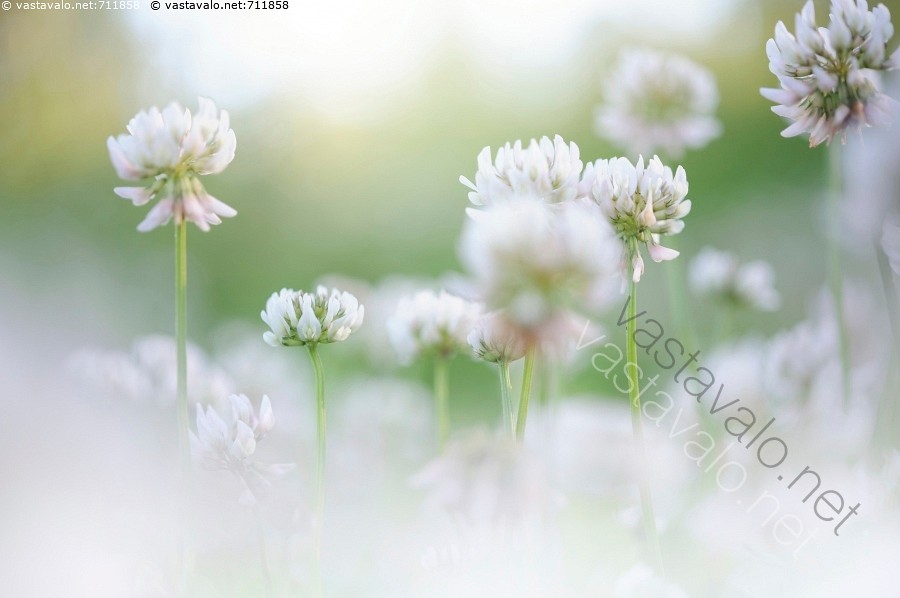 Kuva: Valkoapilat - valkoapila valkoapilat apila apilat Trifolium ...