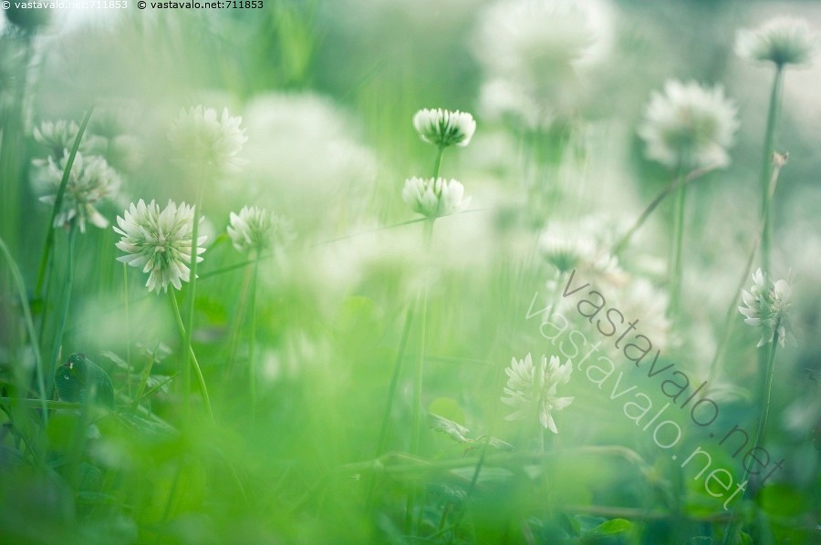 Kuva: Valkoapilat - valkoapila valkoapilat apila apilat Trifolium ...