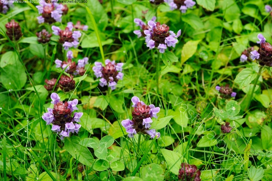 Kuva: Niittyhumala - niittyhumala ahoniittyhumala Prunella vulgaris ...