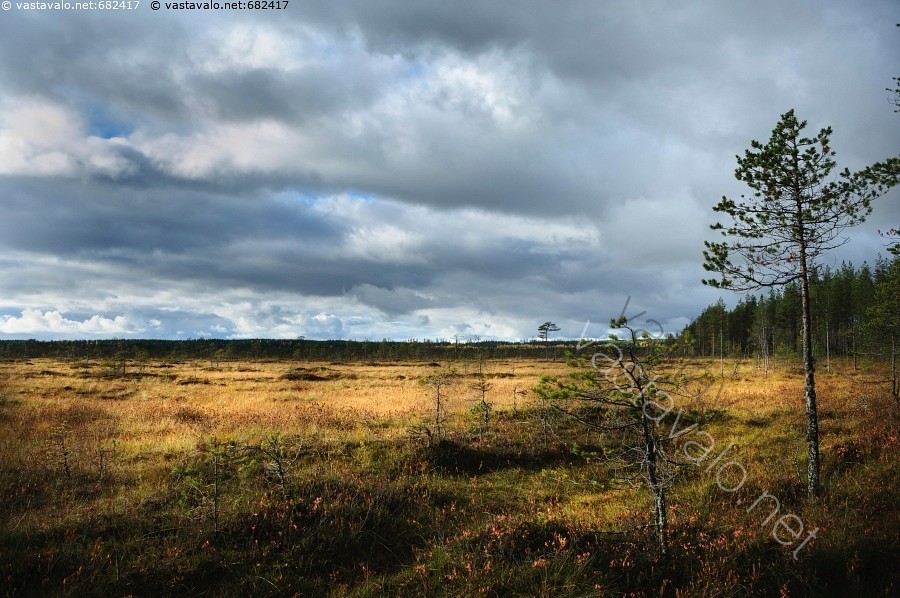 Kuva: Syksyinen suo - neva avosuo suo suomaisema suoluonto maisema ...
