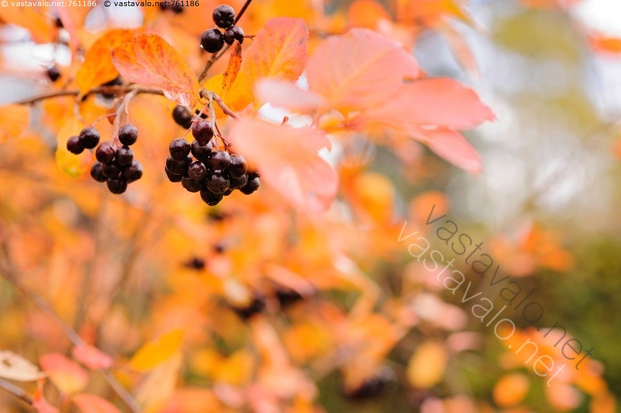Kuva: Marja-aronia - marja marjat marja-aronia Aronia mitschurinii ...