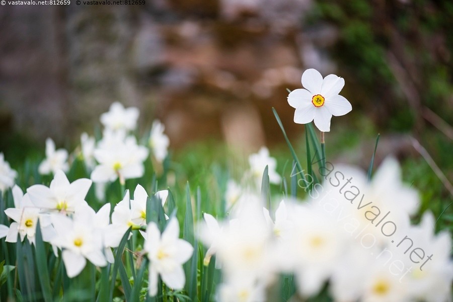 Kuva: Valkoisia narsisseja - narsissi narsissit valkonarsissi ...
