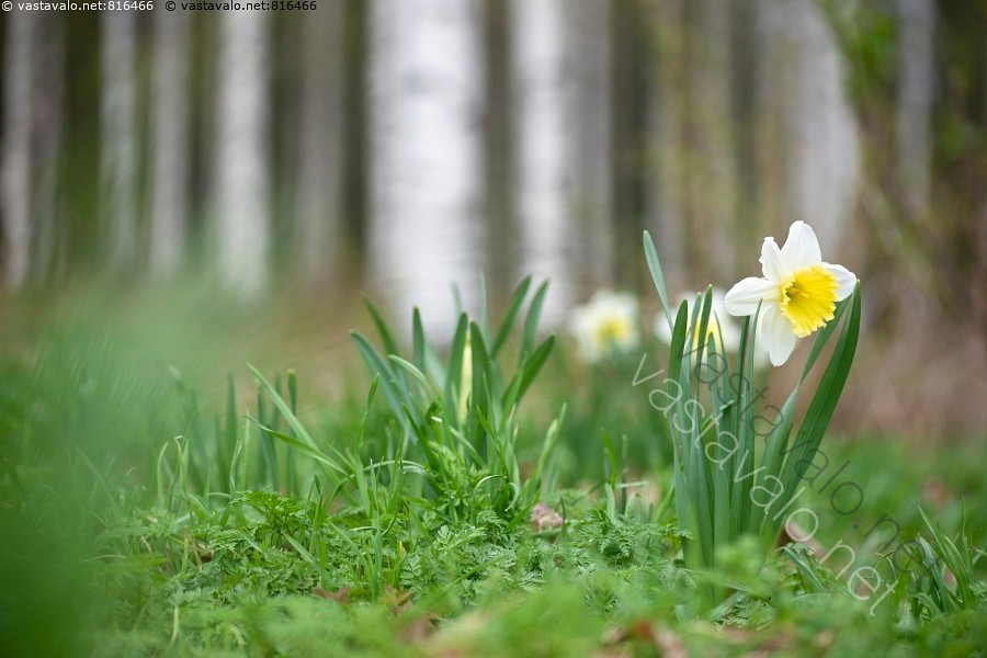 Kuva: Narsissien aikaan - narsissi narsissit tähtinarsissi ...