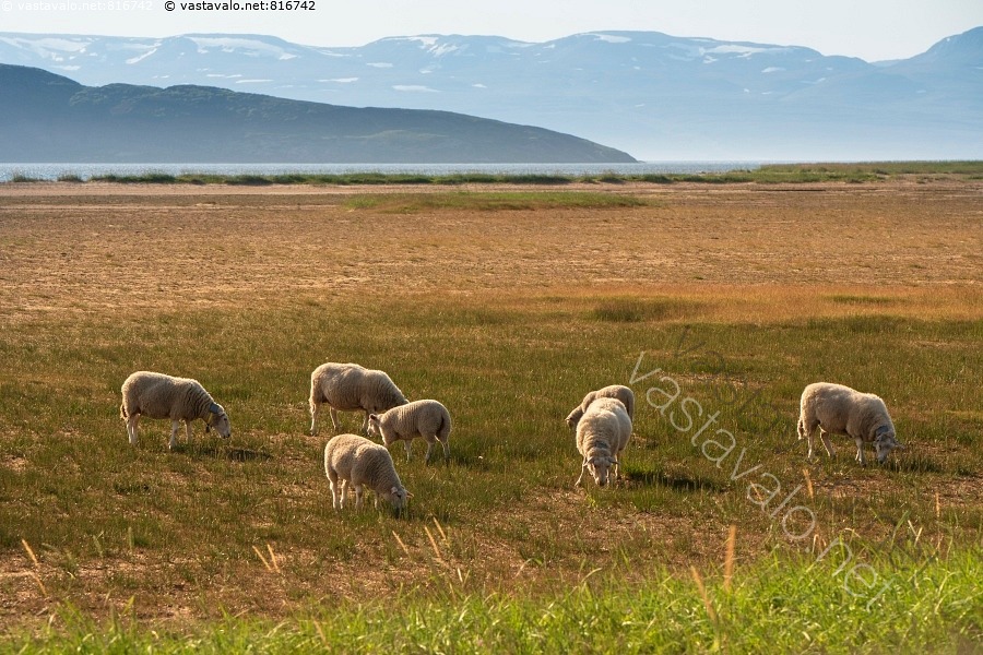 Kuva: Laiduntavat lampaat - lammas lampaat rasvahäntälammas ...