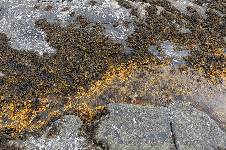 Kuva: Rakkohaurua vuorovesirannalla - rakkohauru rakkolevä Fucus ...