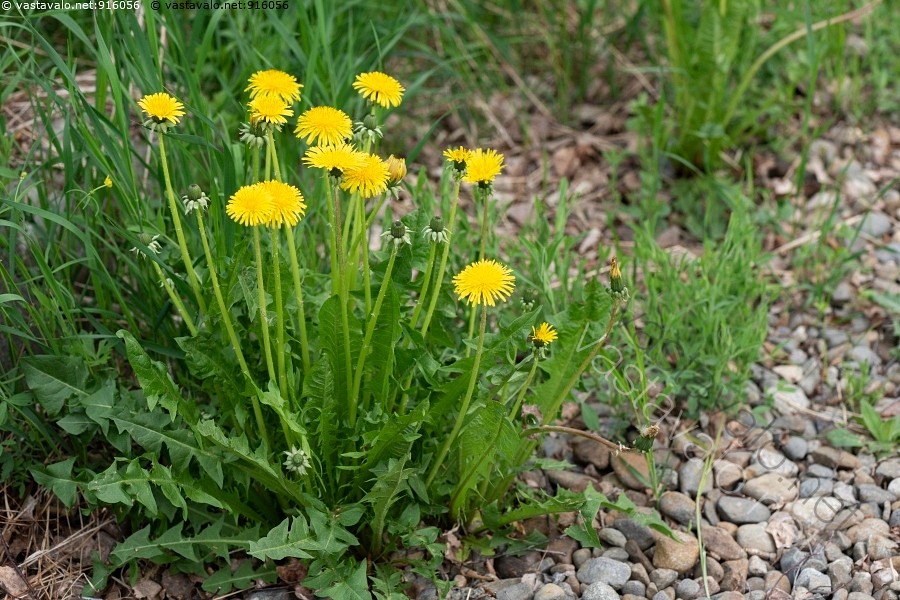 Kuva: Voikukat - voikukka voikukat Taraxacum Asteraceae asterikasvi ...