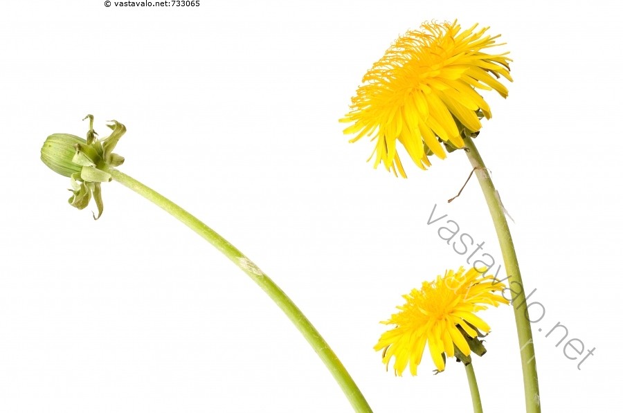 Kuva: Voikukka - voikukka Taraxacum officinale asterikasvi kukka kukat ...