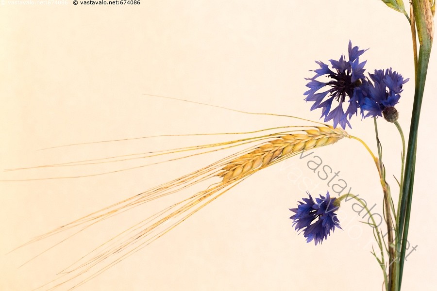 Kuva: Ruiskaunokki - Centaurea cyanus ruiskaunokki ruis ruiskukka kukka ...