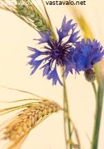 Kuva: Ruiskaunokki - ruiskaunokki ruiskukka Centaurea cyanus sininen ...