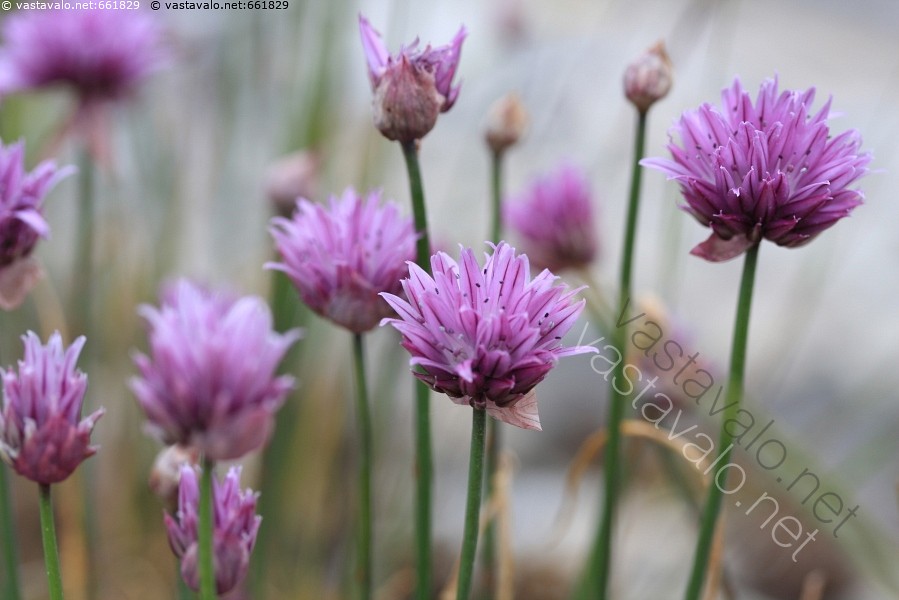Kuva: Ruoholaukka - kasvi ruoholaukka Allium schoenoprasum ruohosipuli ...