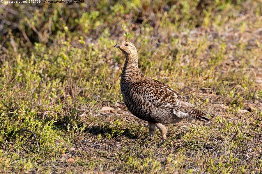 Kuva: Teeri - teeri Tetrao tetrix kanalinnut aitokanat metsäkanat lintu ...