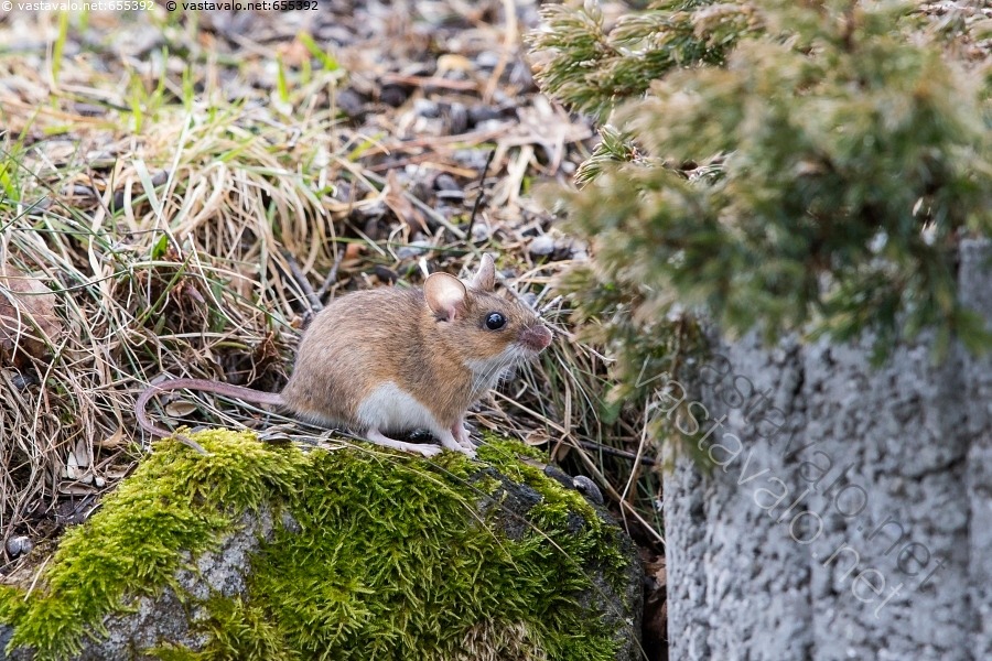Kuva: Metsähiiri - metsähiiri Apodemus flavicollis jyrsijä rottaeläin ...