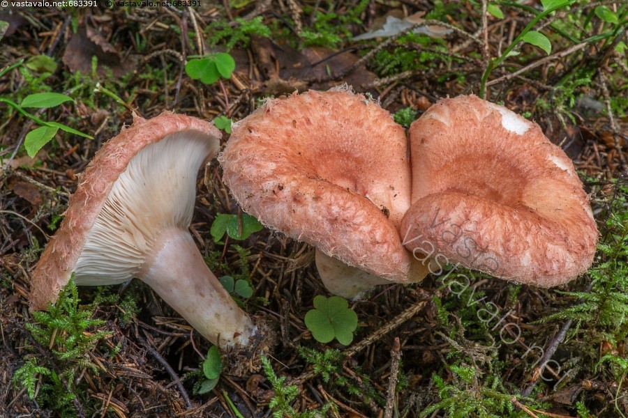 Kuva: Karvarousku - Lactarius torminosus itiöemä malto maitiaisneste ...