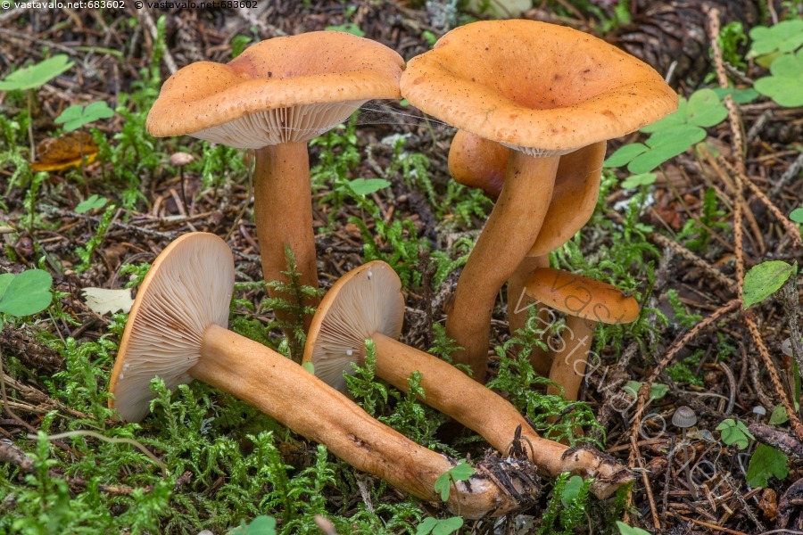 Kuva: Oranssirousku - Lactarius aurantiacus itiöemä malto maitiaisneste ...