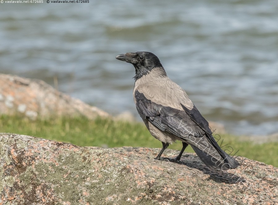 Kuva: Varis - eläimet lintu varis Corvus corone osittaismuuttaja ...
