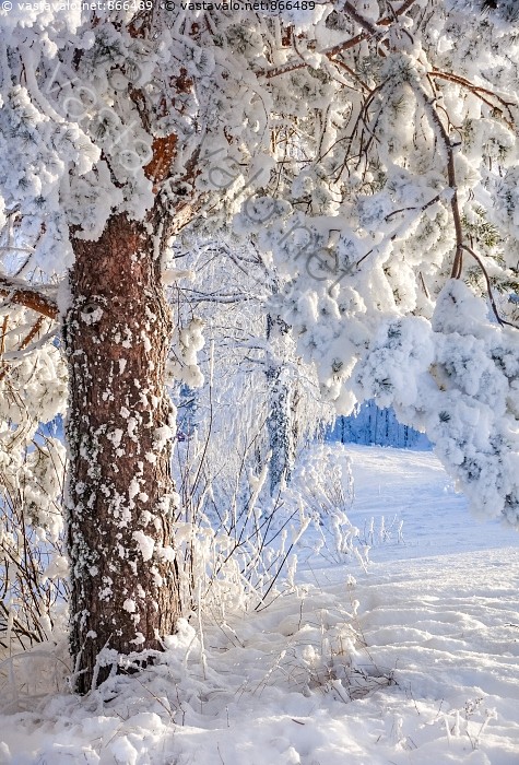 Kuva: Kuuralla kuorrutettu mänty - talvi lumi oksilla luminen puhdas ...