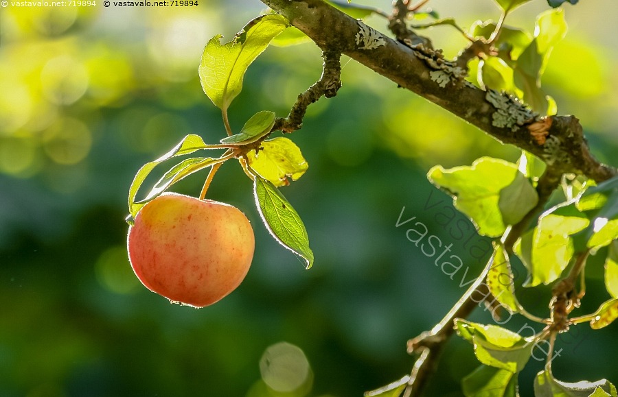 Kuva: Valmis poimittavaksi - omena Malus domestica Huvitus syksy ...