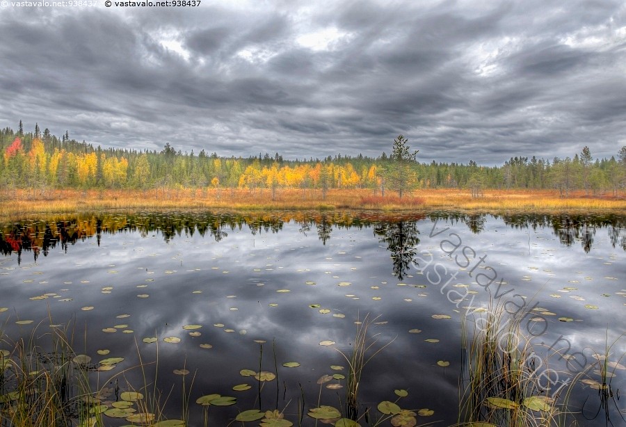Kuva: Metsälampi ja ruska - ruska syksy lampi lumpeenlehdet metsä rauha ...