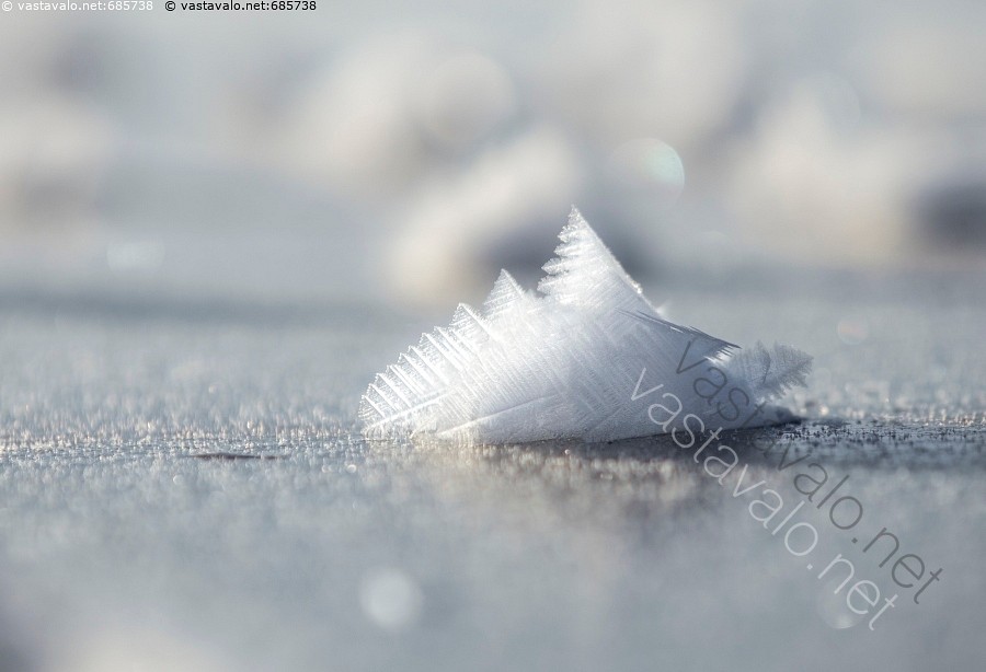 Kuva: Lumikukka ensijäällä - lumikide lumikukka jääkukka ensijää jää ...