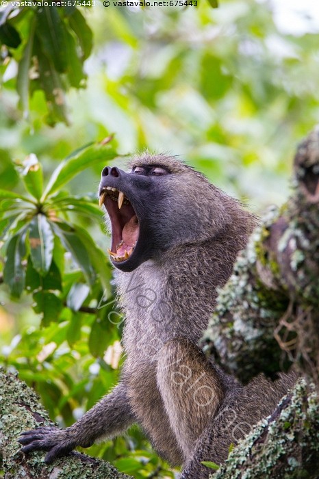 Kuva: Haukotteleva paviaani - Papio hamadryas paviaani haukottelu puu ...