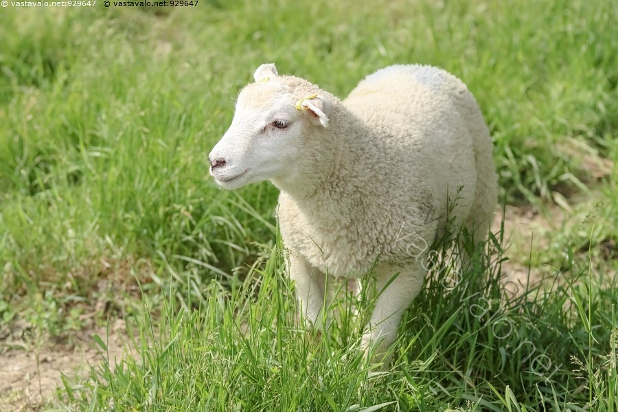 Kuva: Karitsa niityllä - karitsa valkoinen nuori lammas villa ...