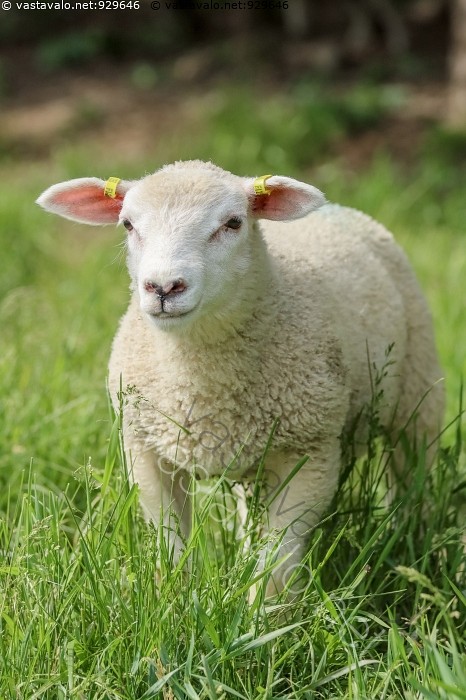 Kuva: Karitsa niityllä - karitsa valkoinen nuori lammas villa ...