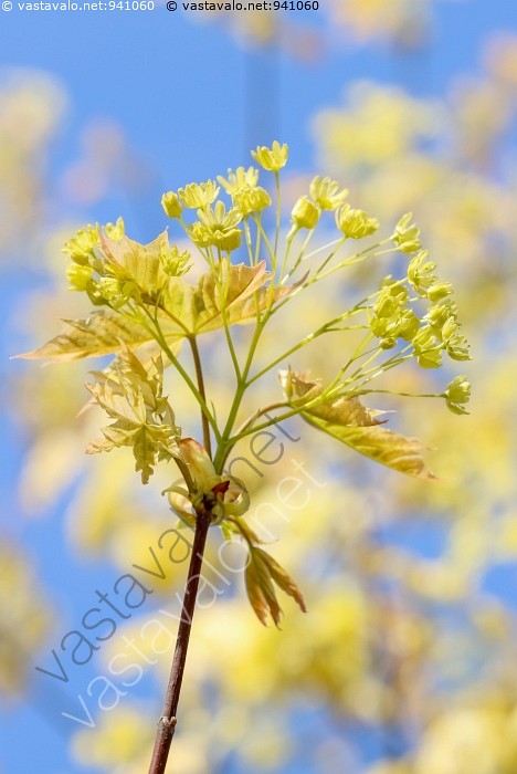 Kuva: Vaahtera kukkii - keväinen vaahtera kukkii kukkiva vaahteran ...