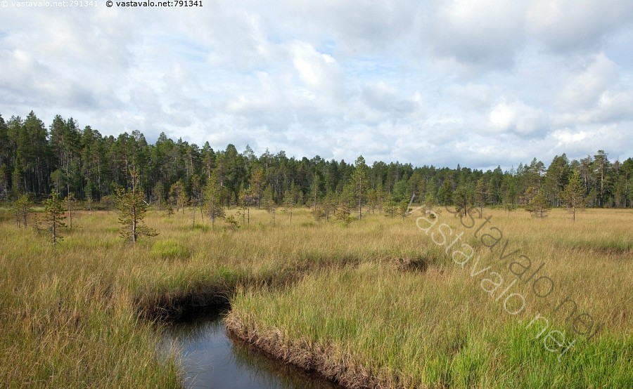 Kuva: Suo Vätsärin erämaassa - suo avosuo neva saraneva puro suopuro ...