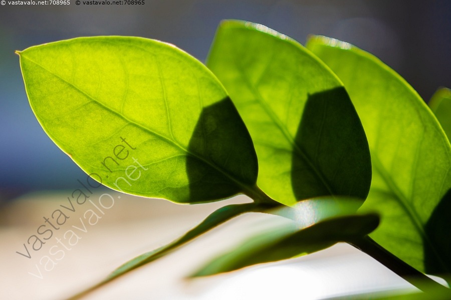 Kuva: Palmuvehka - Zamioculcas zamiifolia huonekasvi viherkasvi ...