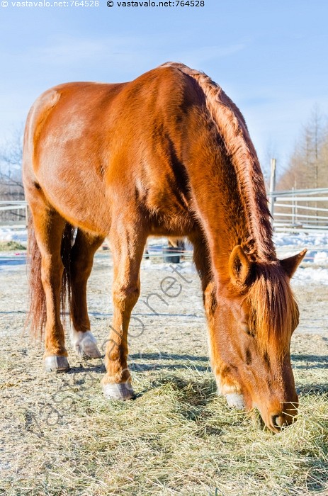 Kuva: Suomenhevonen - hevonen heppa seisoa eläin syödä heinä ...