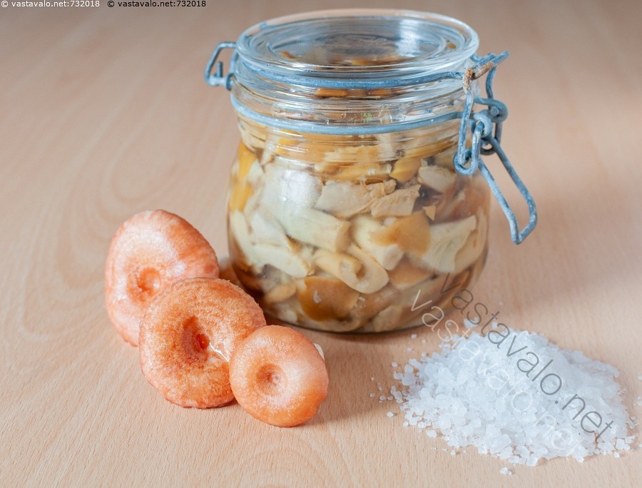 Kuva: Suolasienet - sienet karvarousku Fungi Lactarius torminosus ...