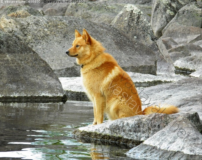 Kuva: Suomenpystykorva istuu kalliolla - suomenpystykorva koira ...