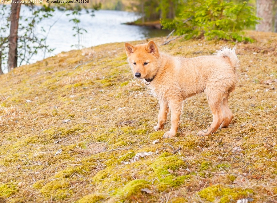 Kuva: Suomenpystykorvan pentu - suomenpystykorva pystykorva koira nuori ...