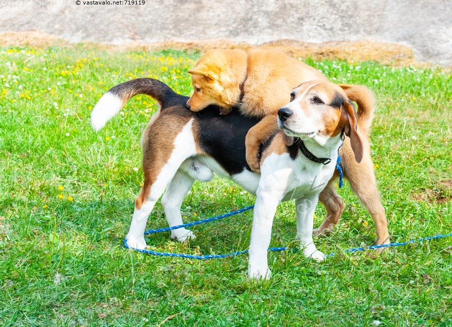 Kuva: Leikkikaverit - suomenpystykorva pystykorva beagle leikkiä painia ...