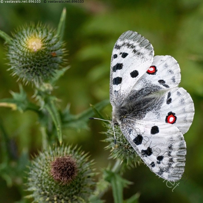 Kuva: Isoapollo ohdakkeella - Apollo Parainen Parnassius apollo ...