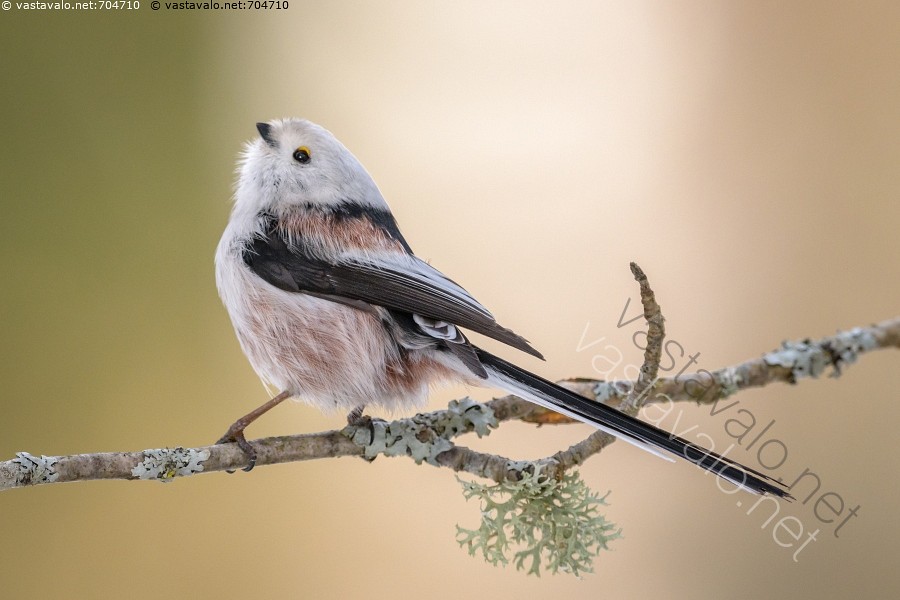 Kuva: Pyrstötiainen katsoo ylöspäin - Aegithalos caudatus tiainen lintu ...